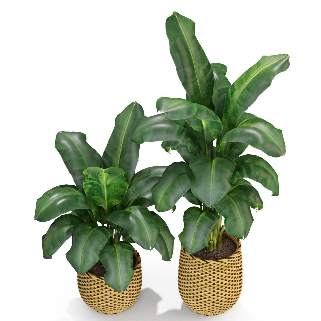 3D model plants 311 - TurboSquid 1655434