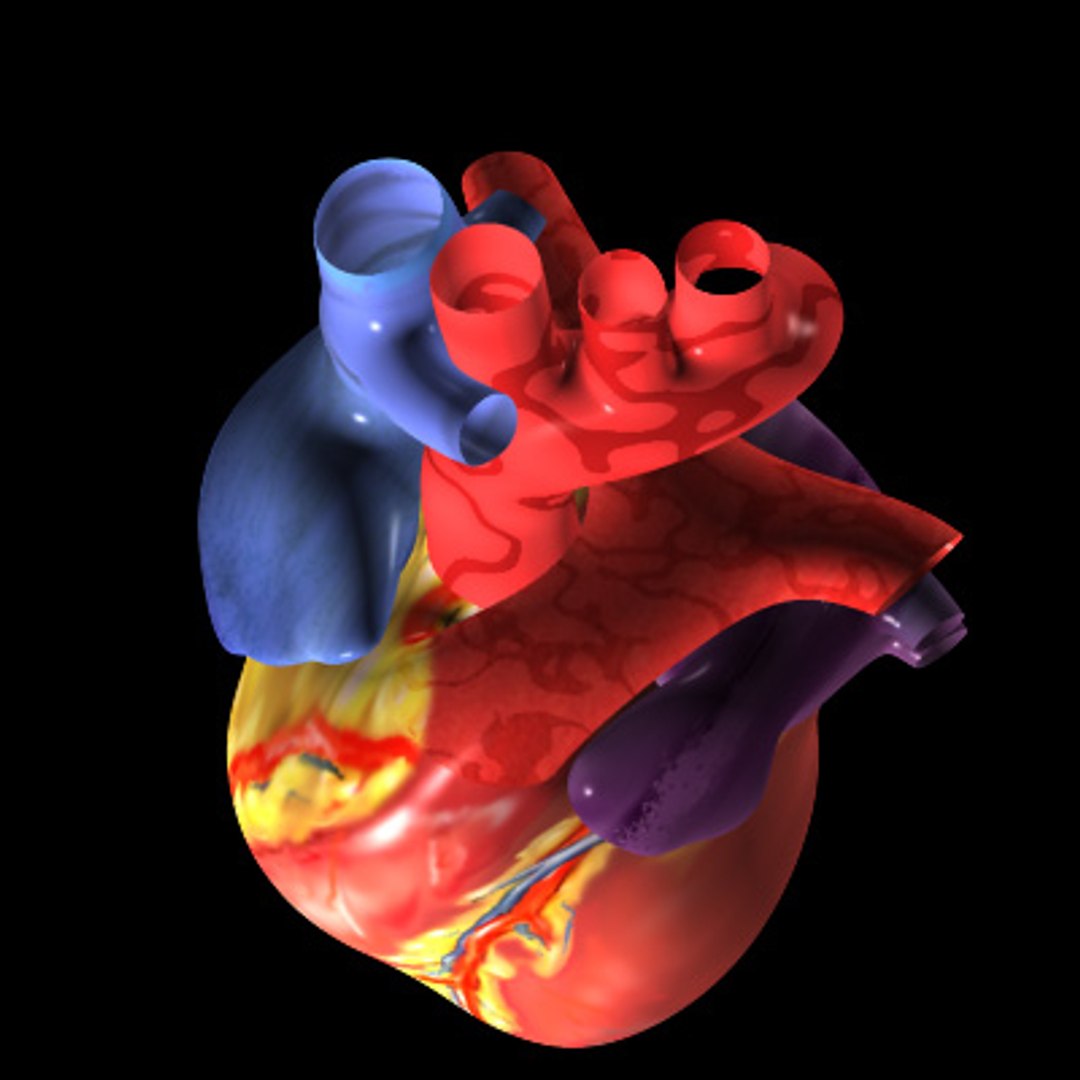 3ds Max Human Heart Exterior