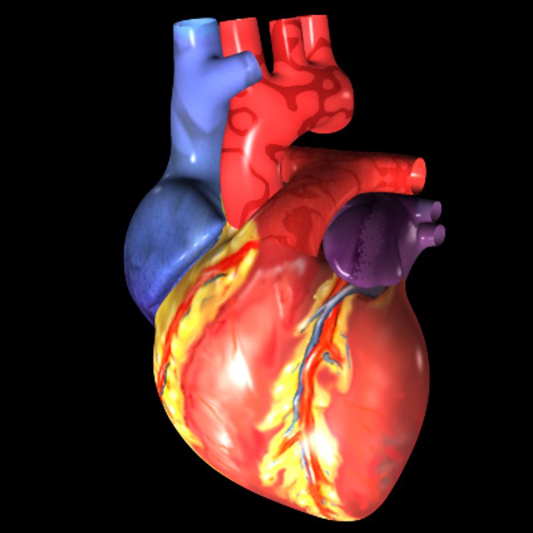 3ds Max Human Heart Exterior