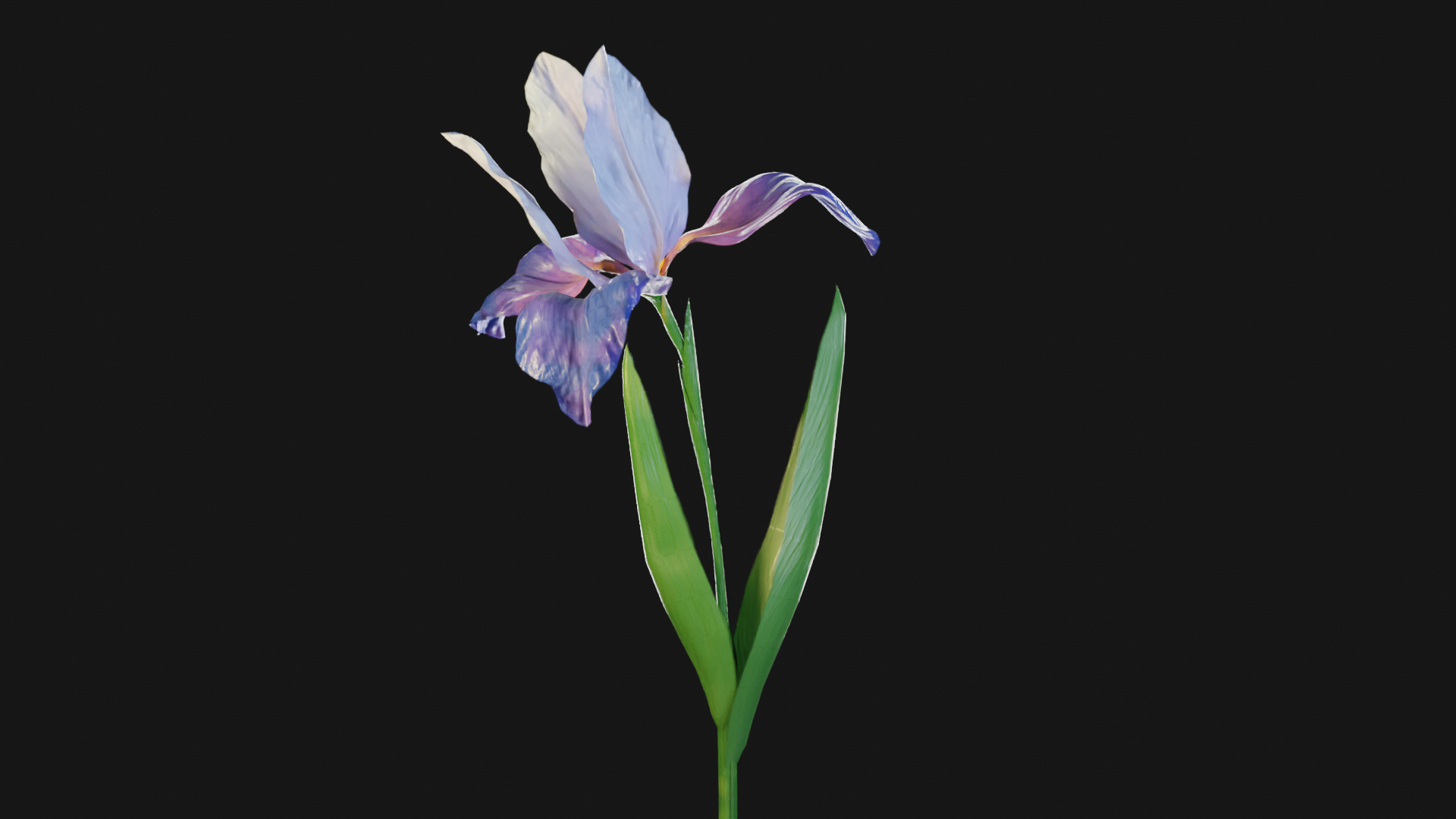 3D Animated Low Poly Iris Flower - TurboSquid 2215611