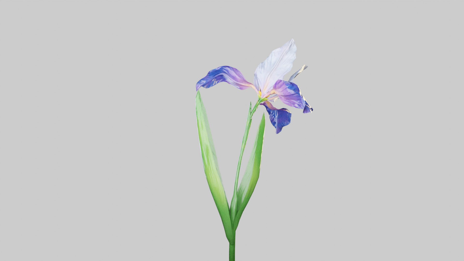 3D Animated Low Poly Iris Flower - TurboSquid 2215611