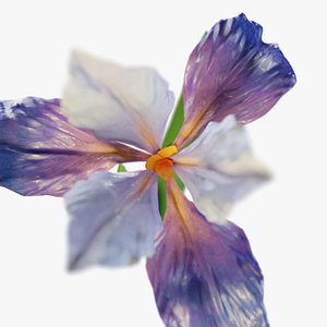3D Iris-Flower Models | TurboSquid