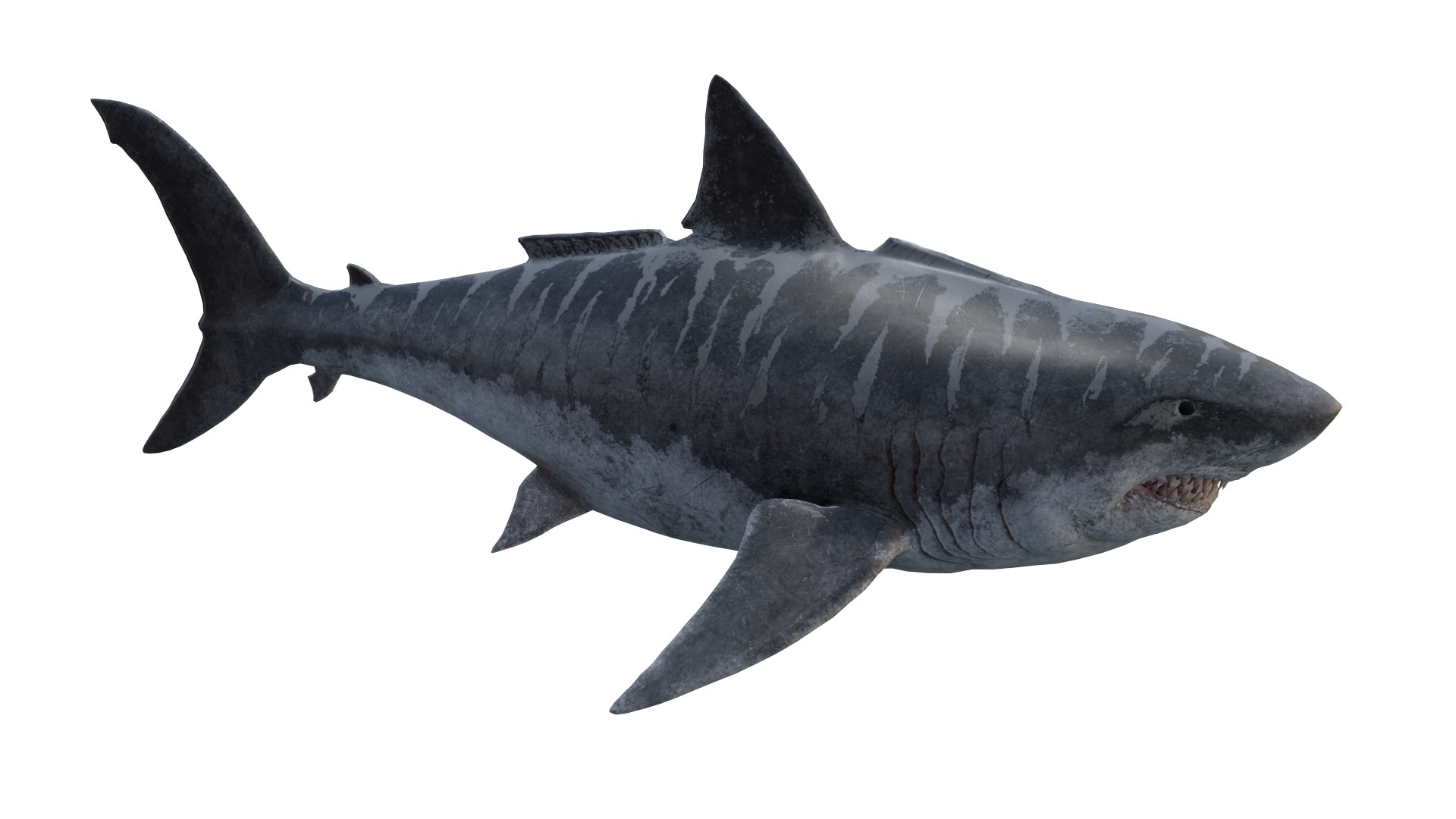 Tiger Shark 3D Model Model - TurboSquid 2310677