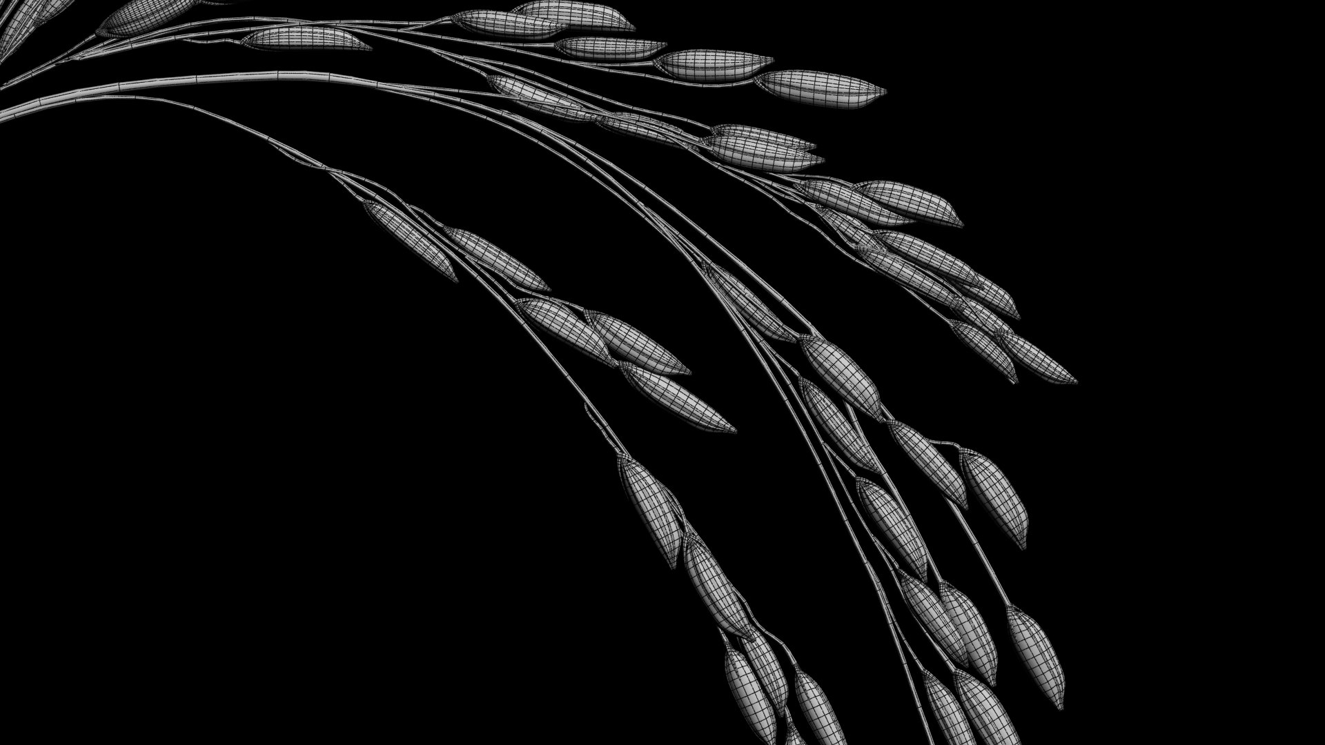 3D PADDY EAR - TurboSquid 1844888