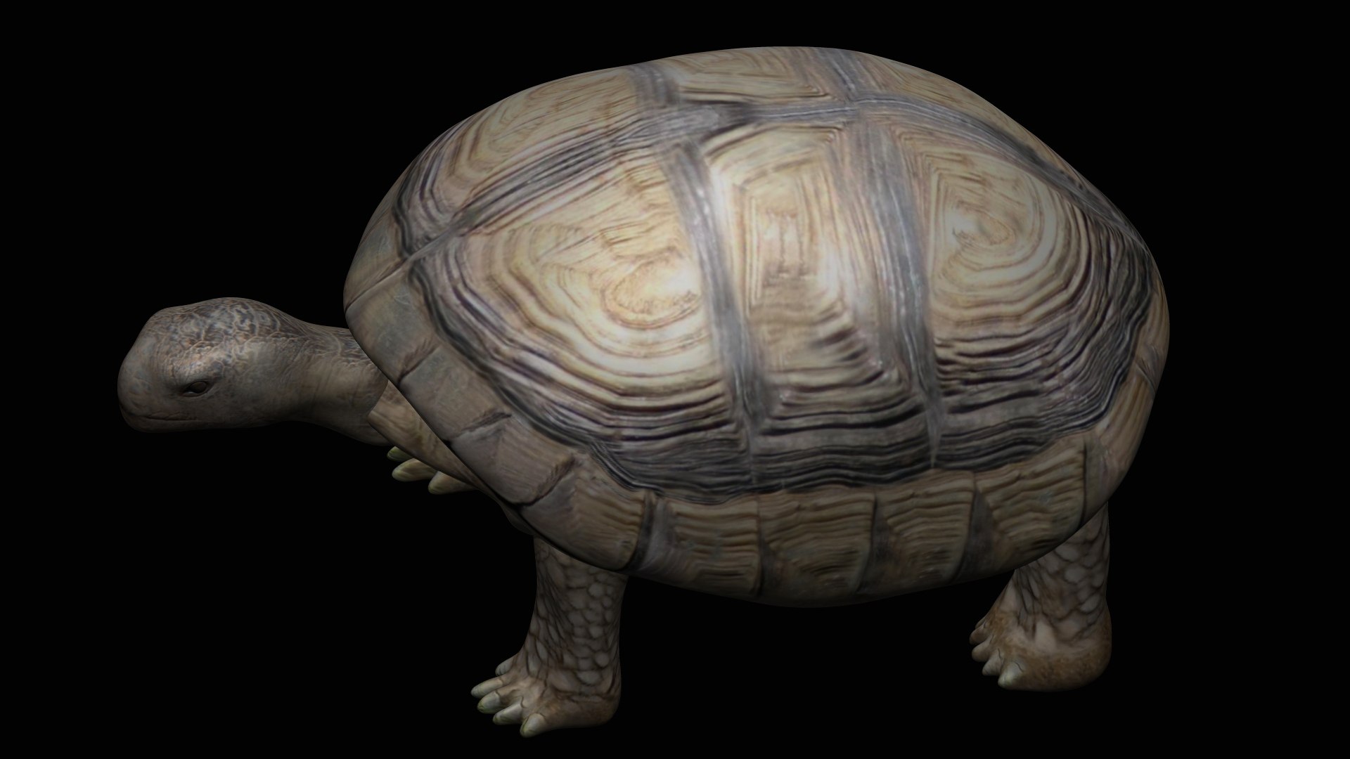 Fully rigged low poly turtle 3D model - TurboSquid 1717042