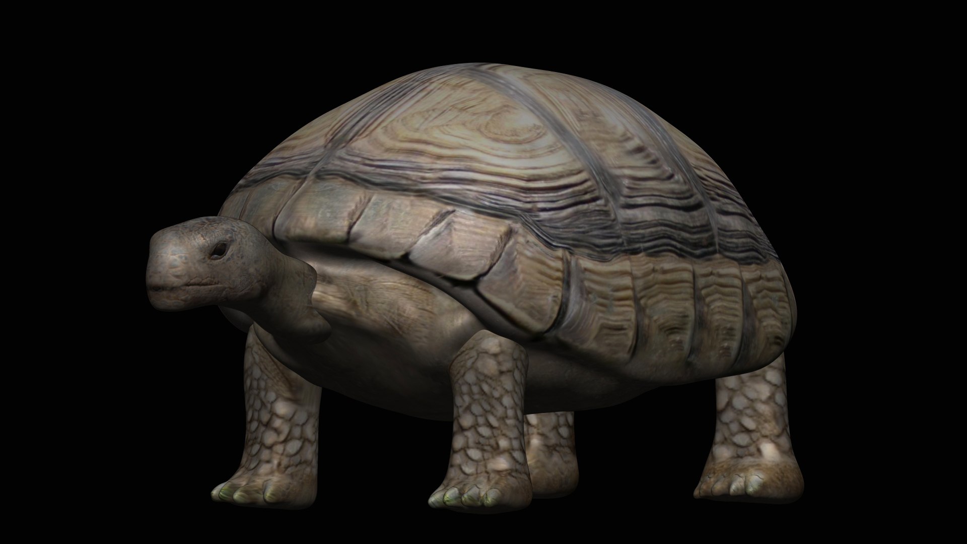 Fully rigged low poly turtle 3D model - TurboSquid 1717042