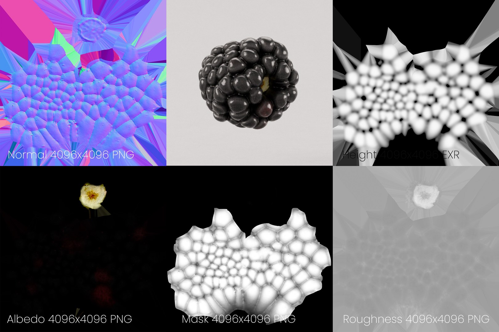 3D Model Blackberry - TurboSquid 2318224