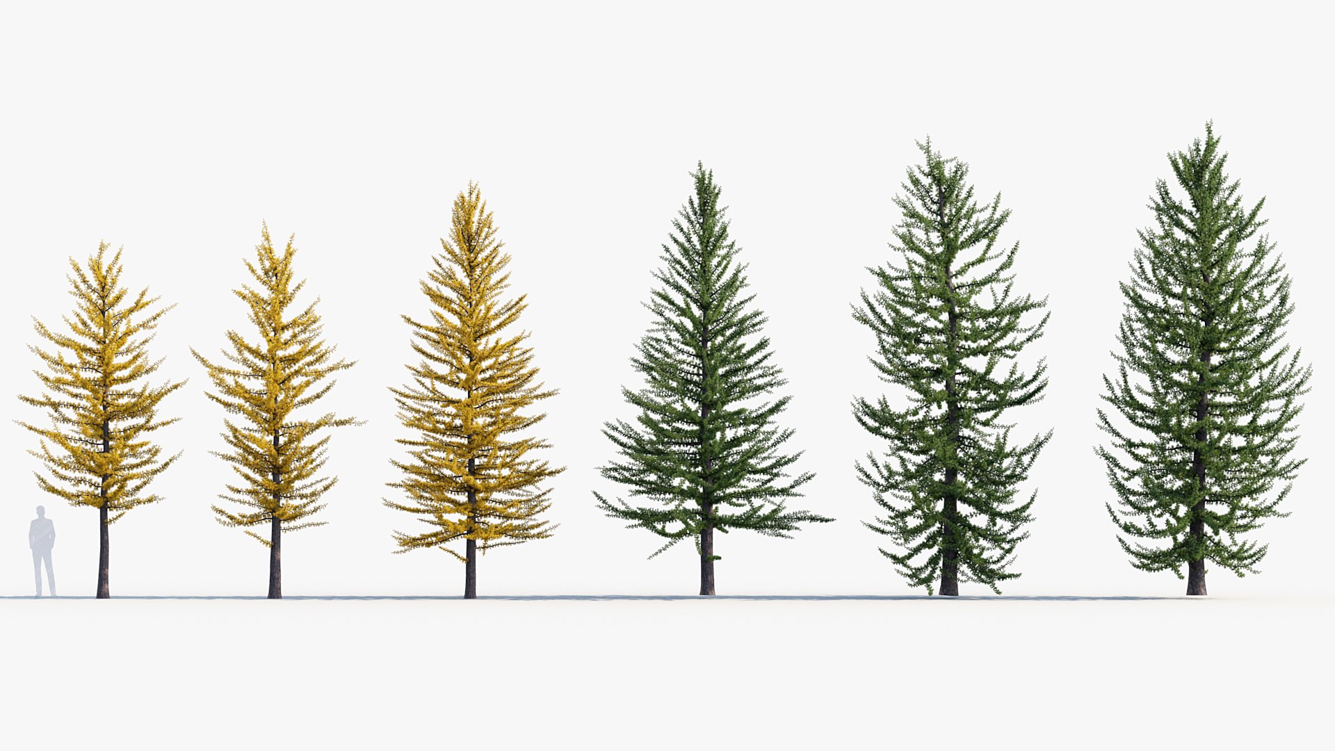 3D Larix Laricina Tamarack Model - TurboSquid 2050055
