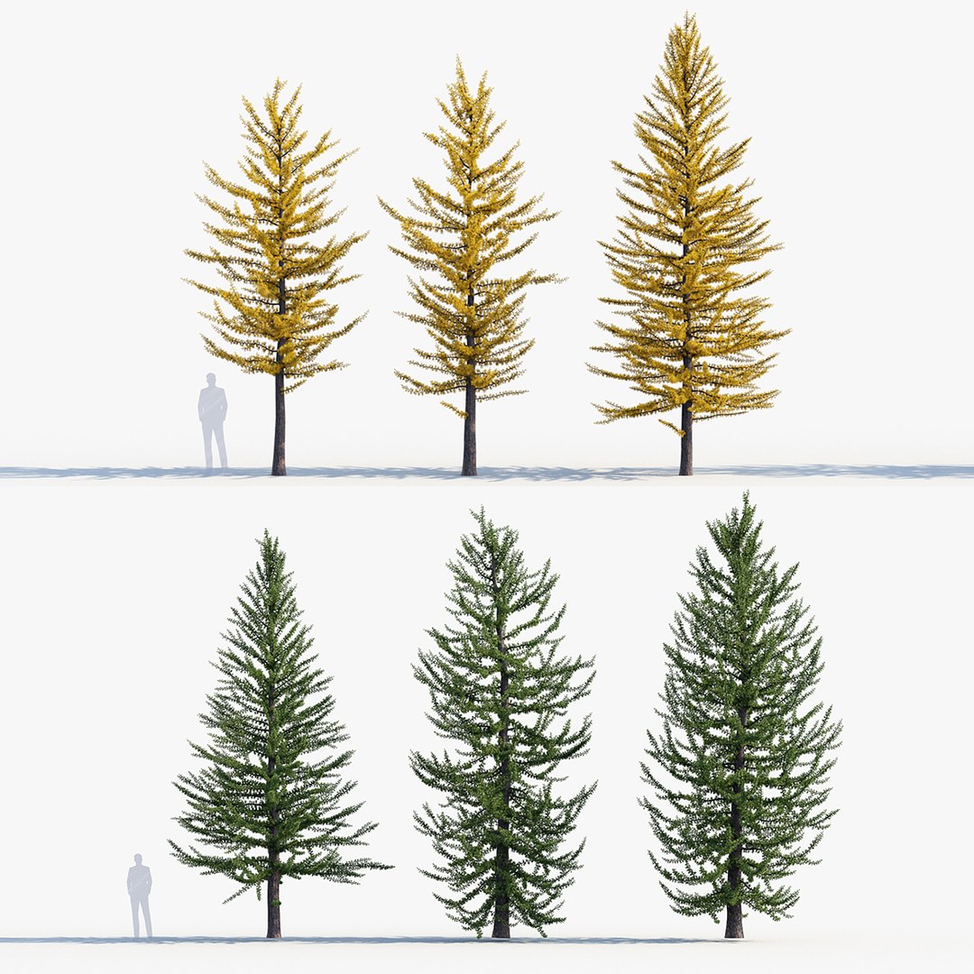 3D Larix Laricina Tamarack Model - TurboSquid 2050055