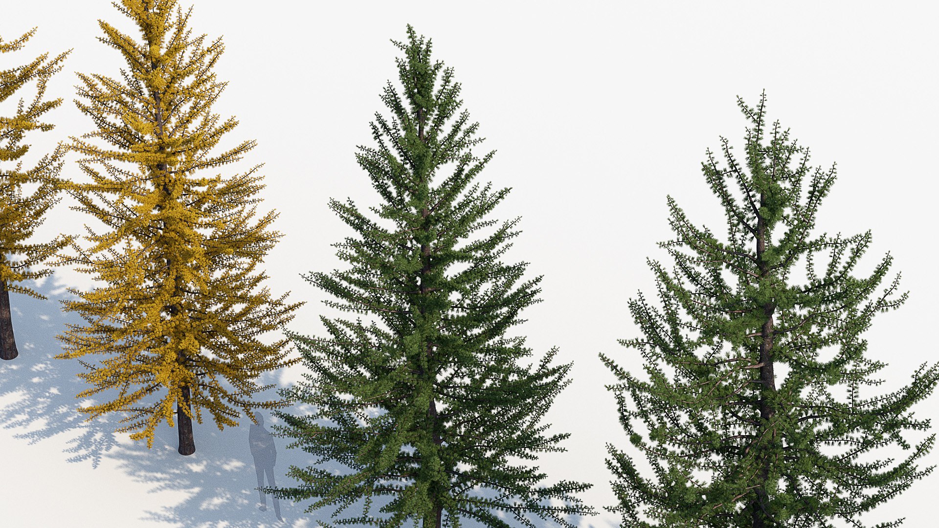 3D Larix Laricina Tamarack Model - TurboSquid 2050055