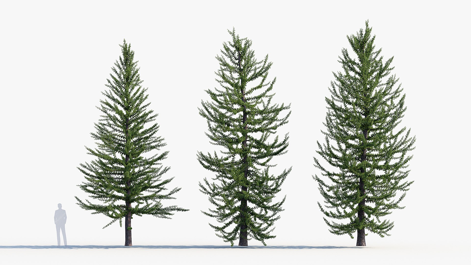 3D Larix Laricina Tamarack Model - TurboSquid 2050055
