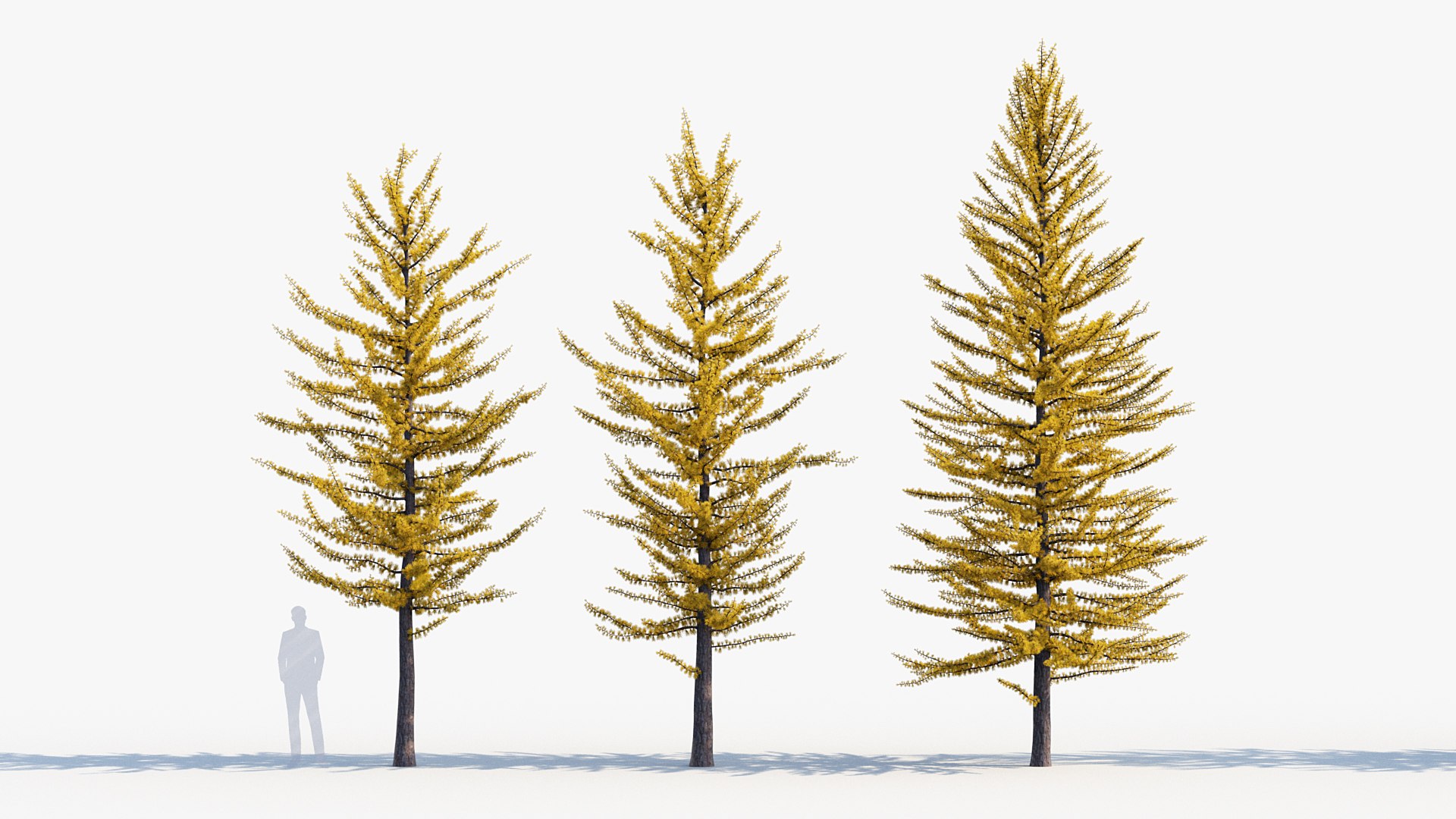 3D Larix Laricina Tamarack Model - TurboSquid 2050055