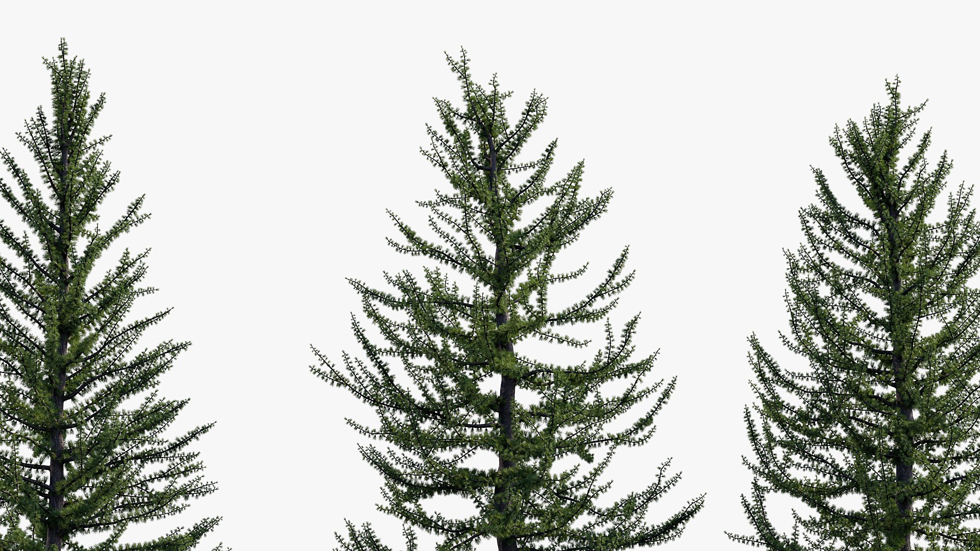 3D Larix Laricina Tamarack Model - TurboSquid 2050055