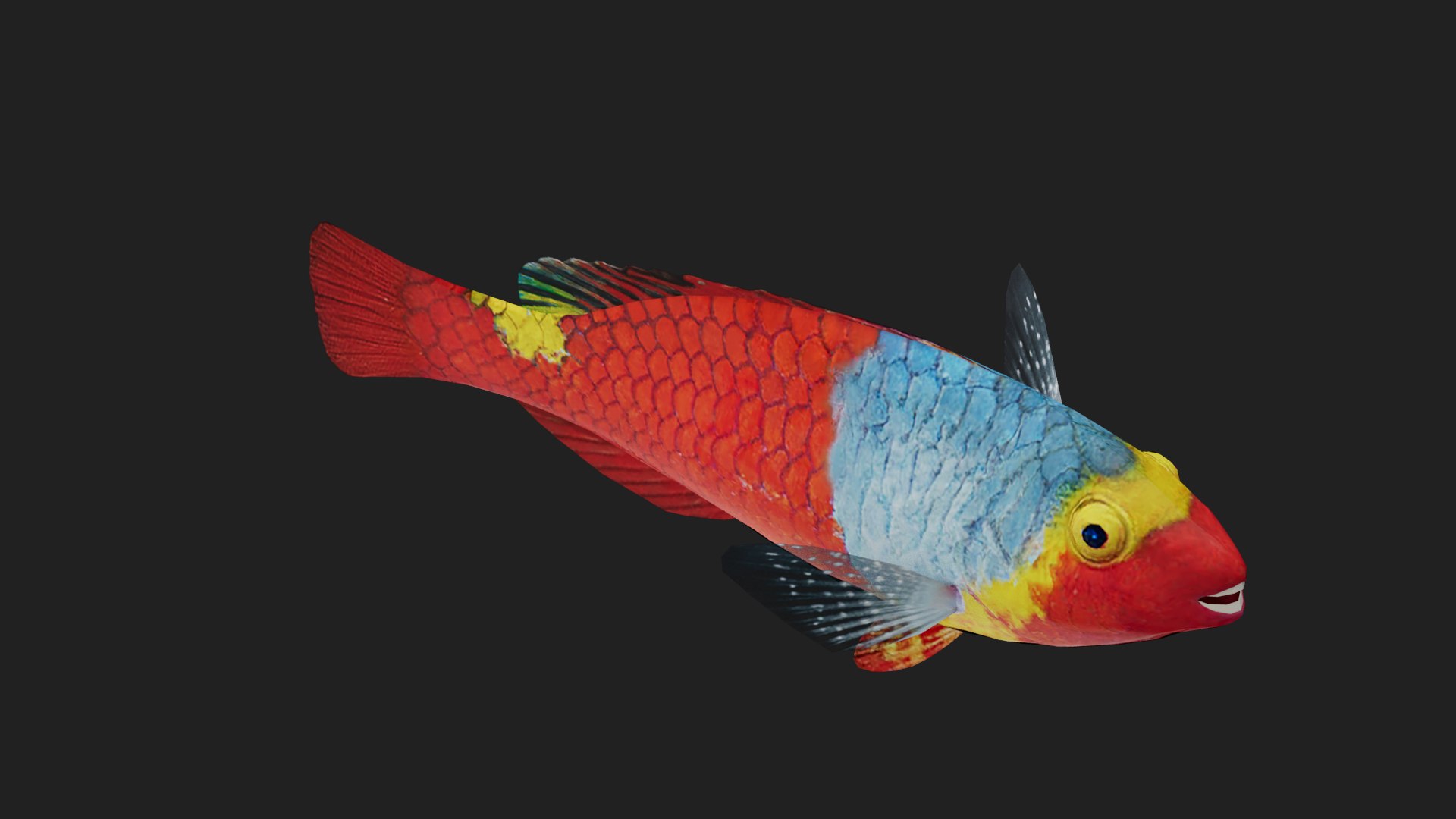 Wrasse model - TurboSquid 2122071