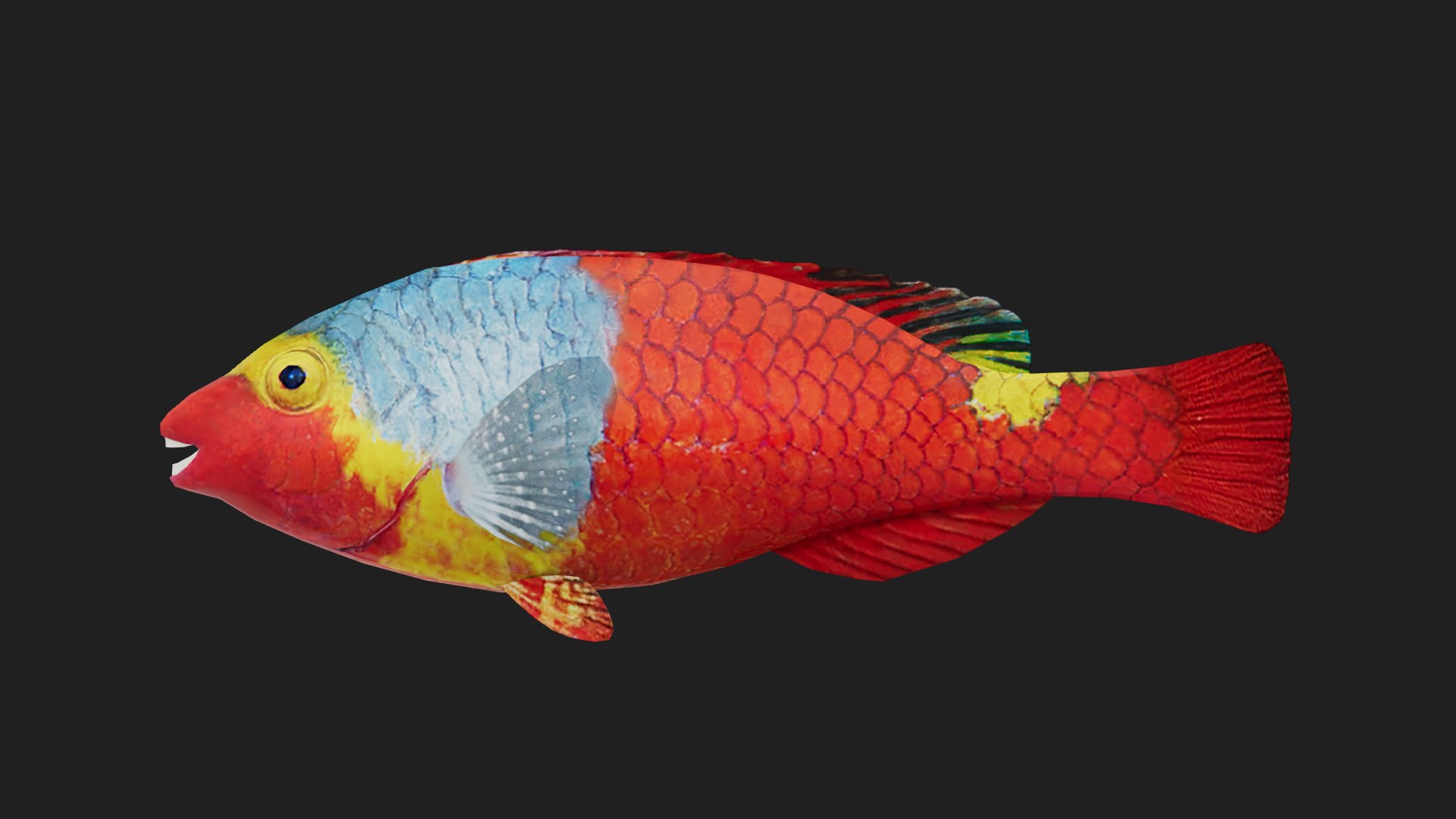 Wrasse model - TurboSquid 2122071