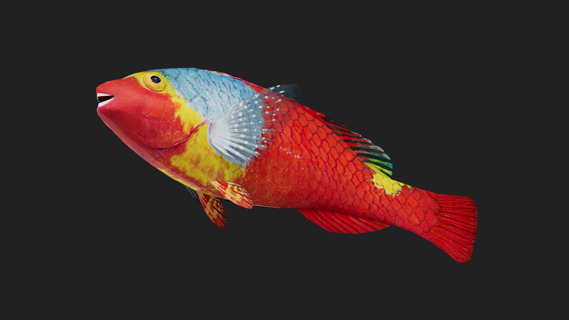 Wrasse model - TurboSquid 2122071