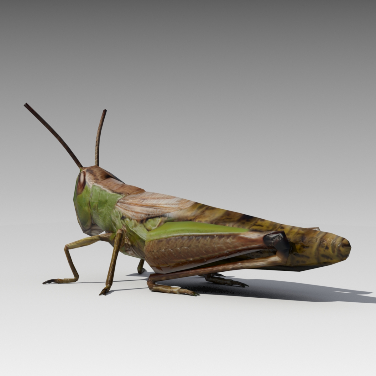 max grasshopper animations