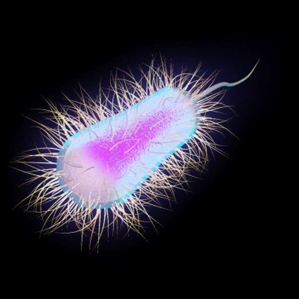 Escherichia Coli 3D Models for Download | TurboSquid