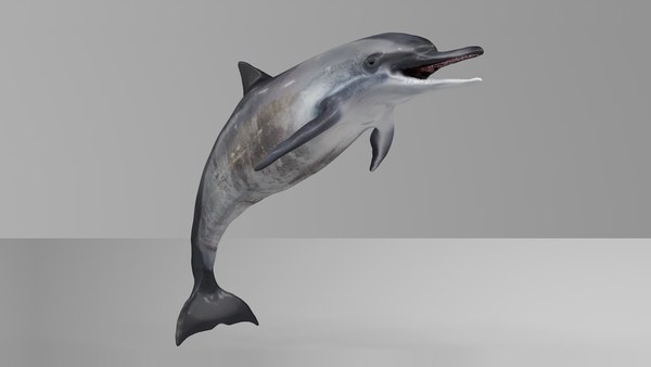 3D dolphin rigged model - TurboSquid 1622211