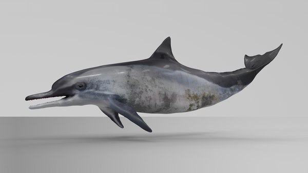 3D dolphin rigged model - TurboSquid 1622211