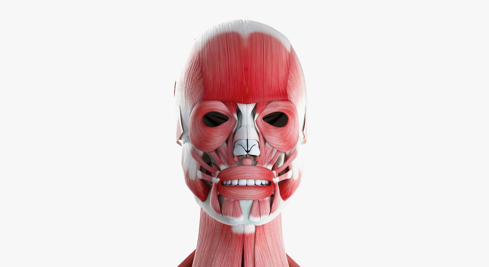 3D skin female skeleton muscles - TurboSquid 1511218