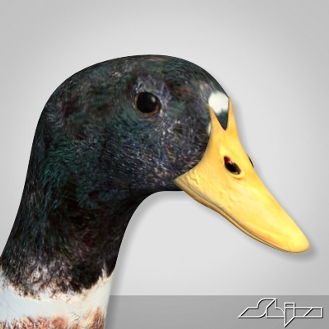 3d Duck
