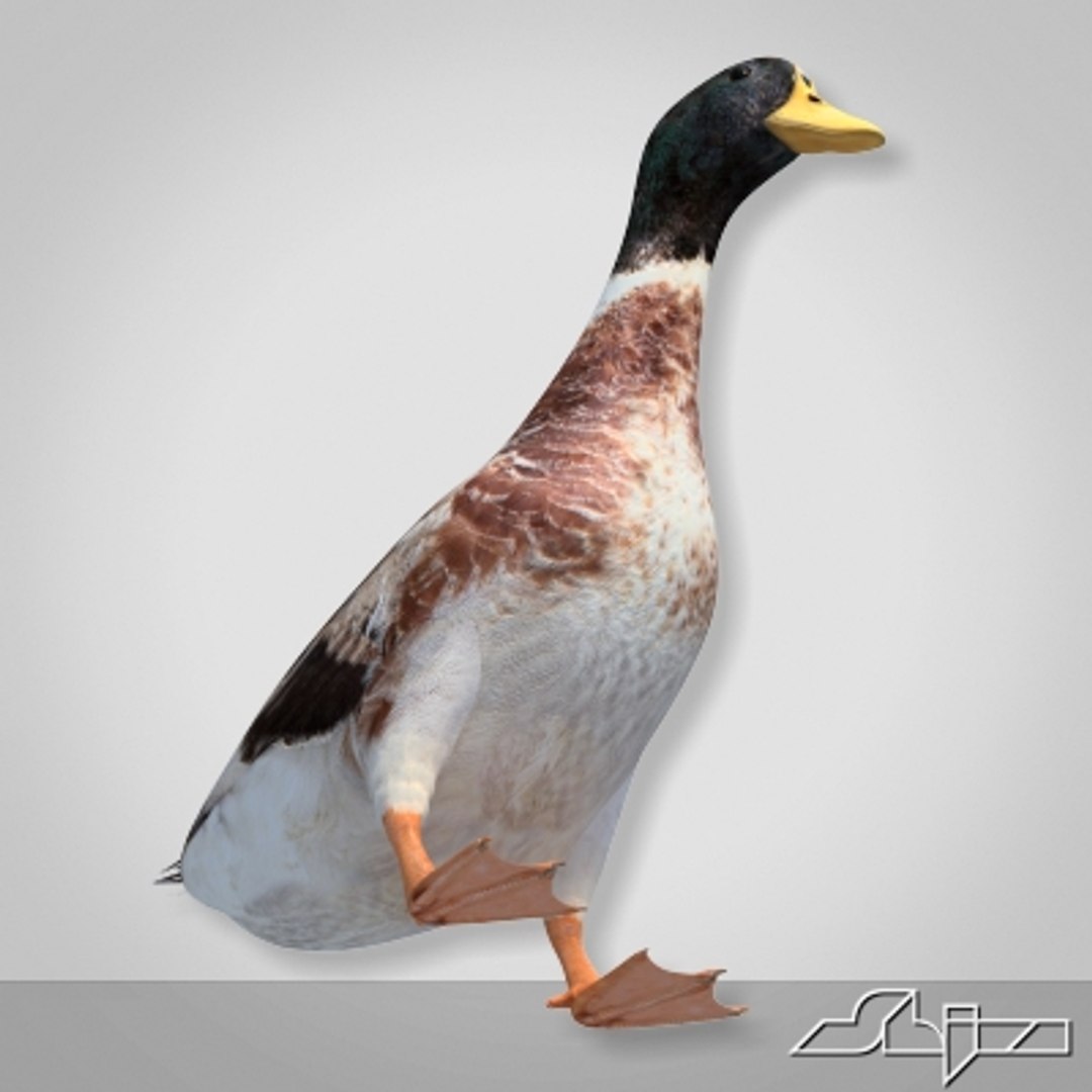 3d Duck