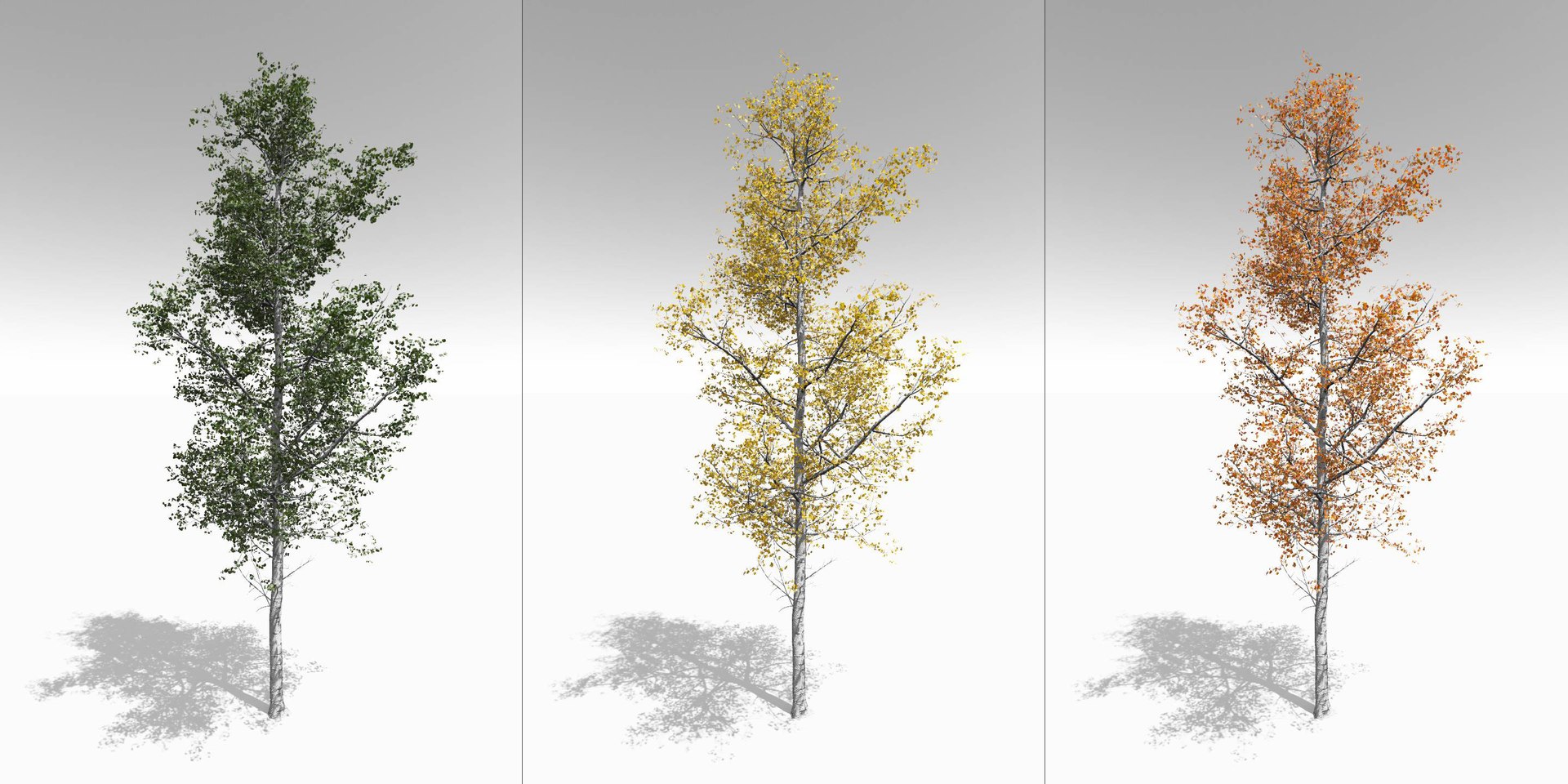 3D Model Quaking Aspen Adult Seasonal - TurboSquid 1578607
