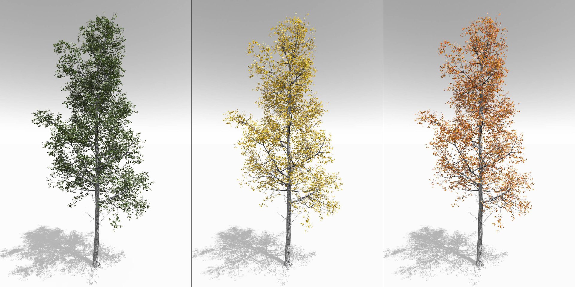 3D Model Quaking Aspen Adult Seasonal - TurboSquid 1578607