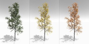 3d Model Aspen Tree