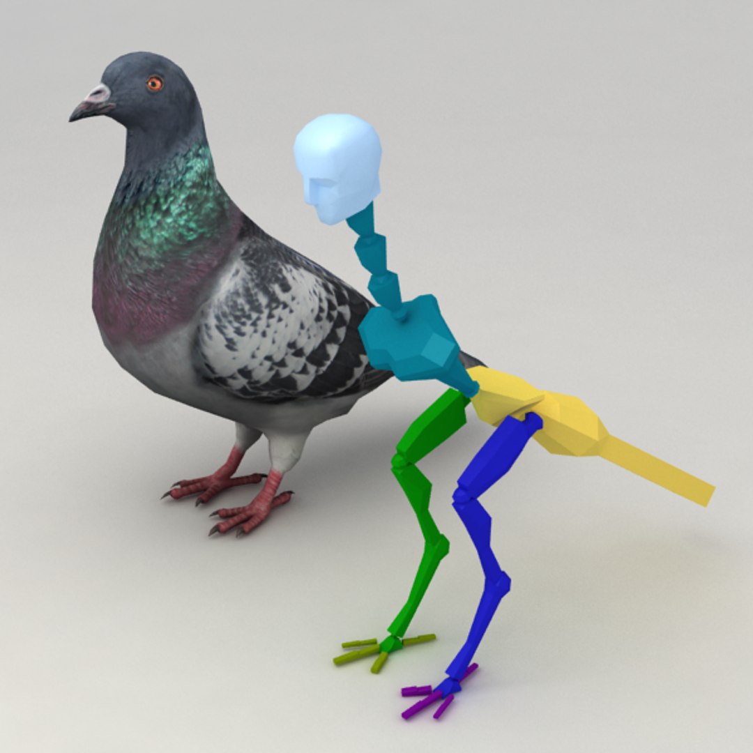 Rigged Pigeon 3d Model