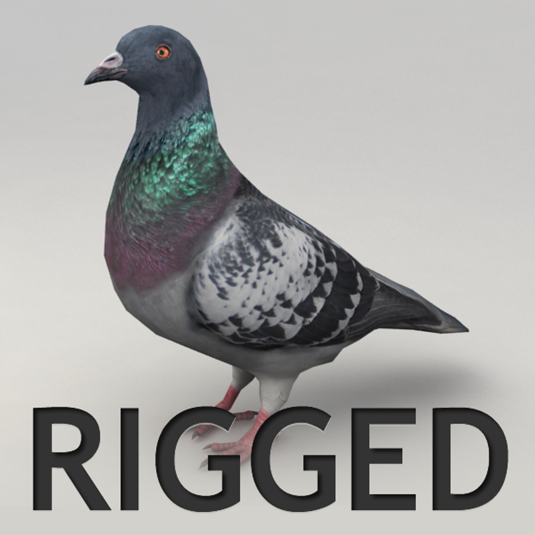 Rigged Pigeon 3d Model