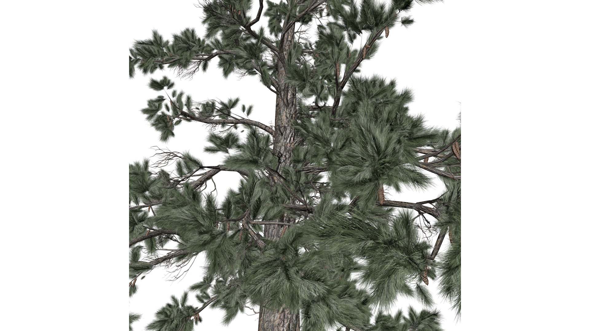 3D Eastern White Pine - 03 - Model - TurboSquid 2373452