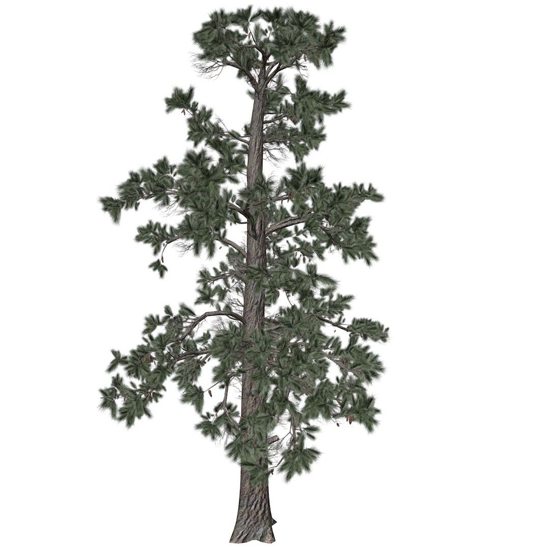 3D Eastern White Pine - 03 - Model - TurboSquid 2373452
