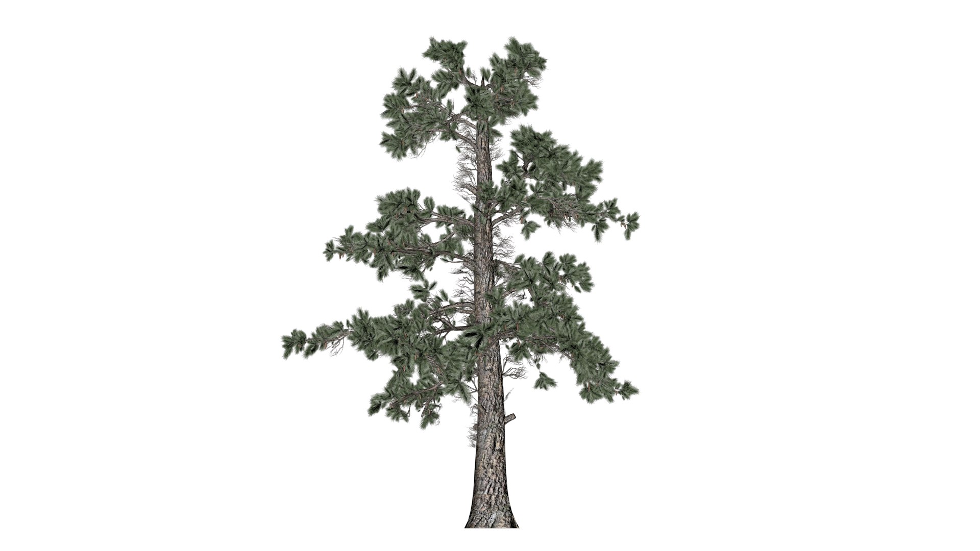 3D Eastern White Pine - 03 - Model - TurboSquid 2373452