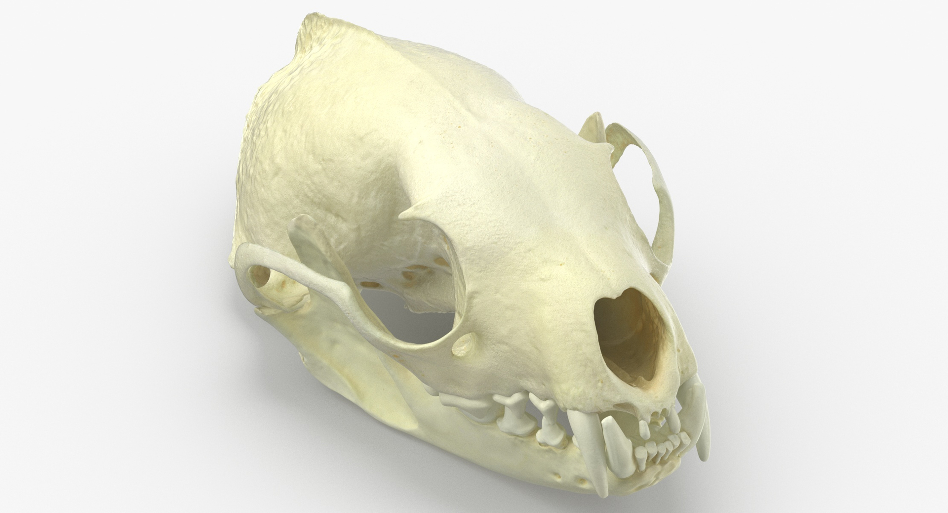 White breasted marten skull 3D model - TurboSquid 1569677