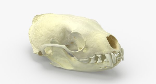 White breasted marten skull 3D model - TurboSquid 1569677