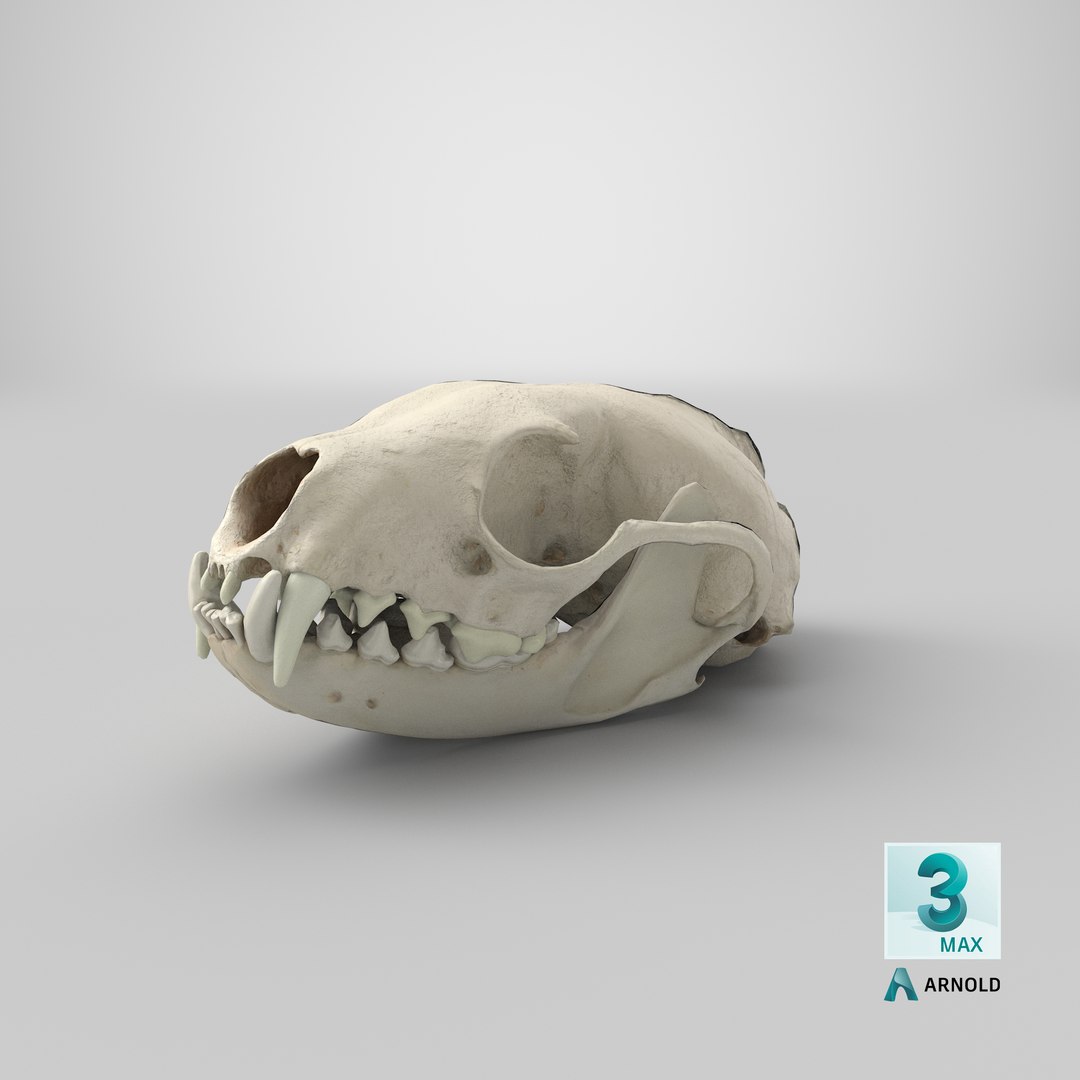 White Breasted Marten Skull 3D Model - TurboSquid 1569677