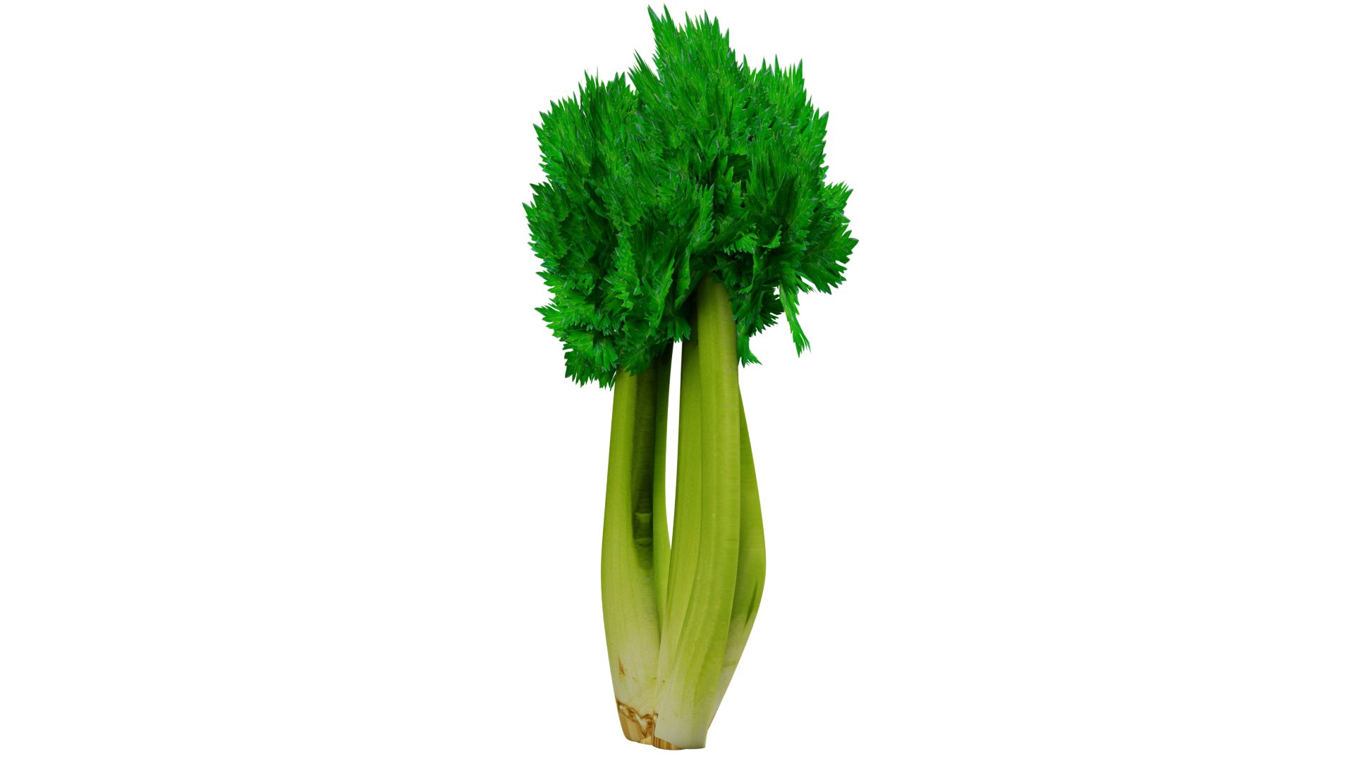 3D Celery - TurboSquid 2231200