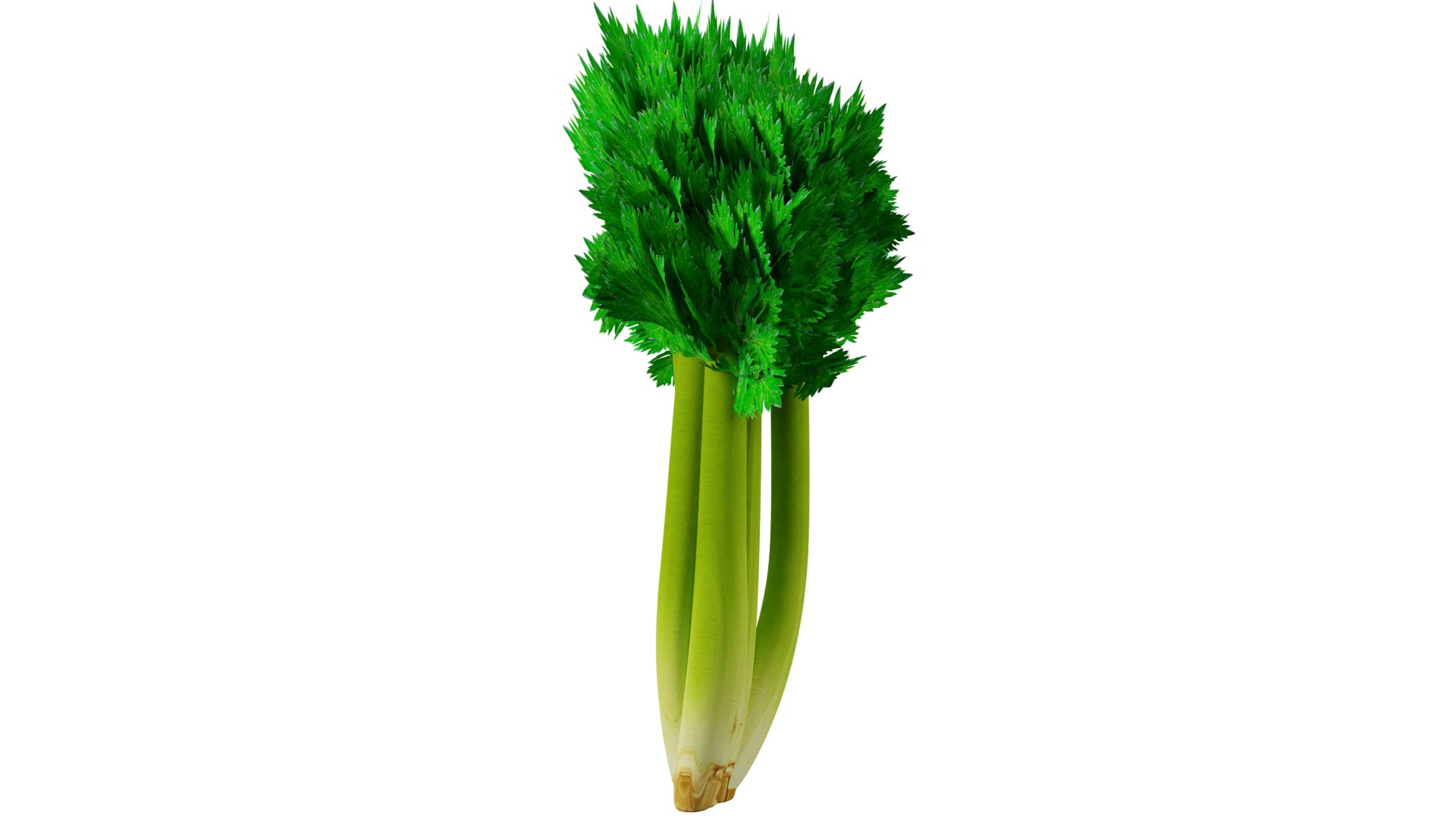 3D Celery - TurboSquid 2231200