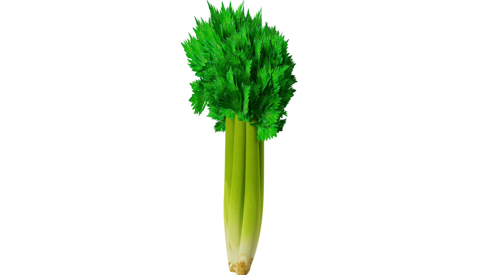 3D Celery - TurboSquid 2231200