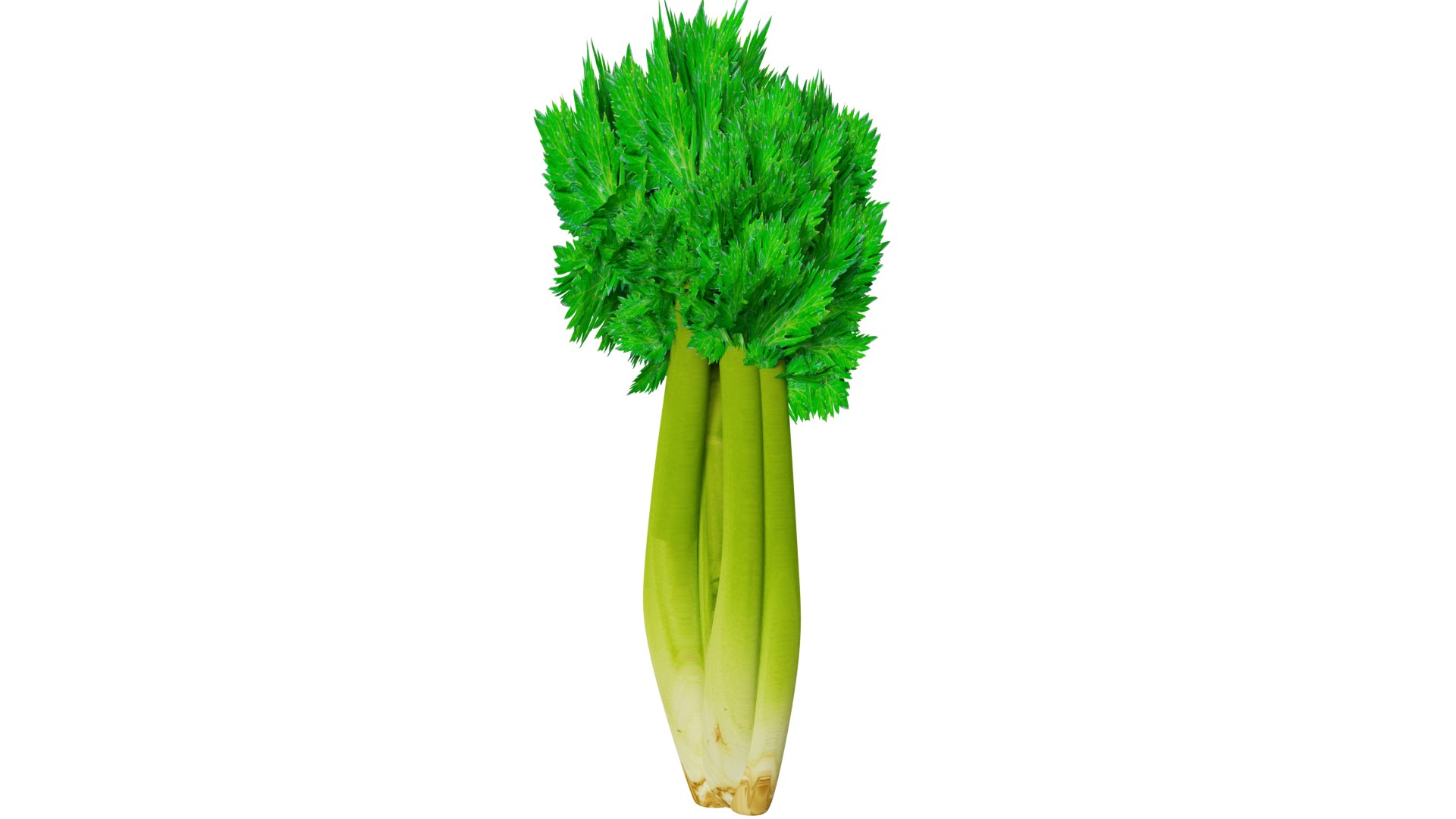 3D Celery - TurboSquid 2231200