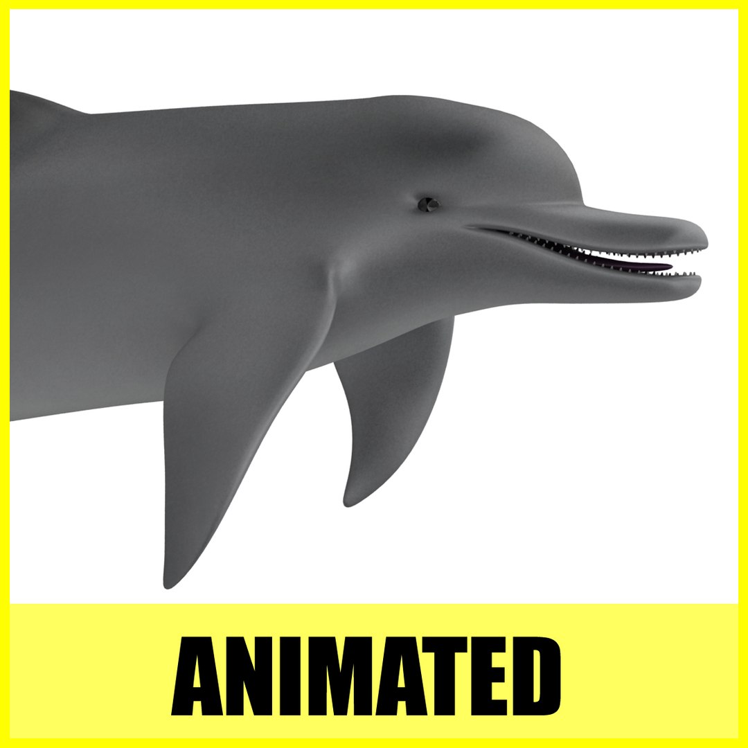 3d Dolphin Animation Model