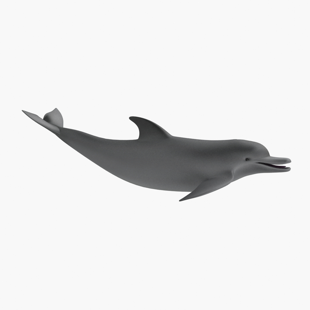 3d Dolphin Animation Model