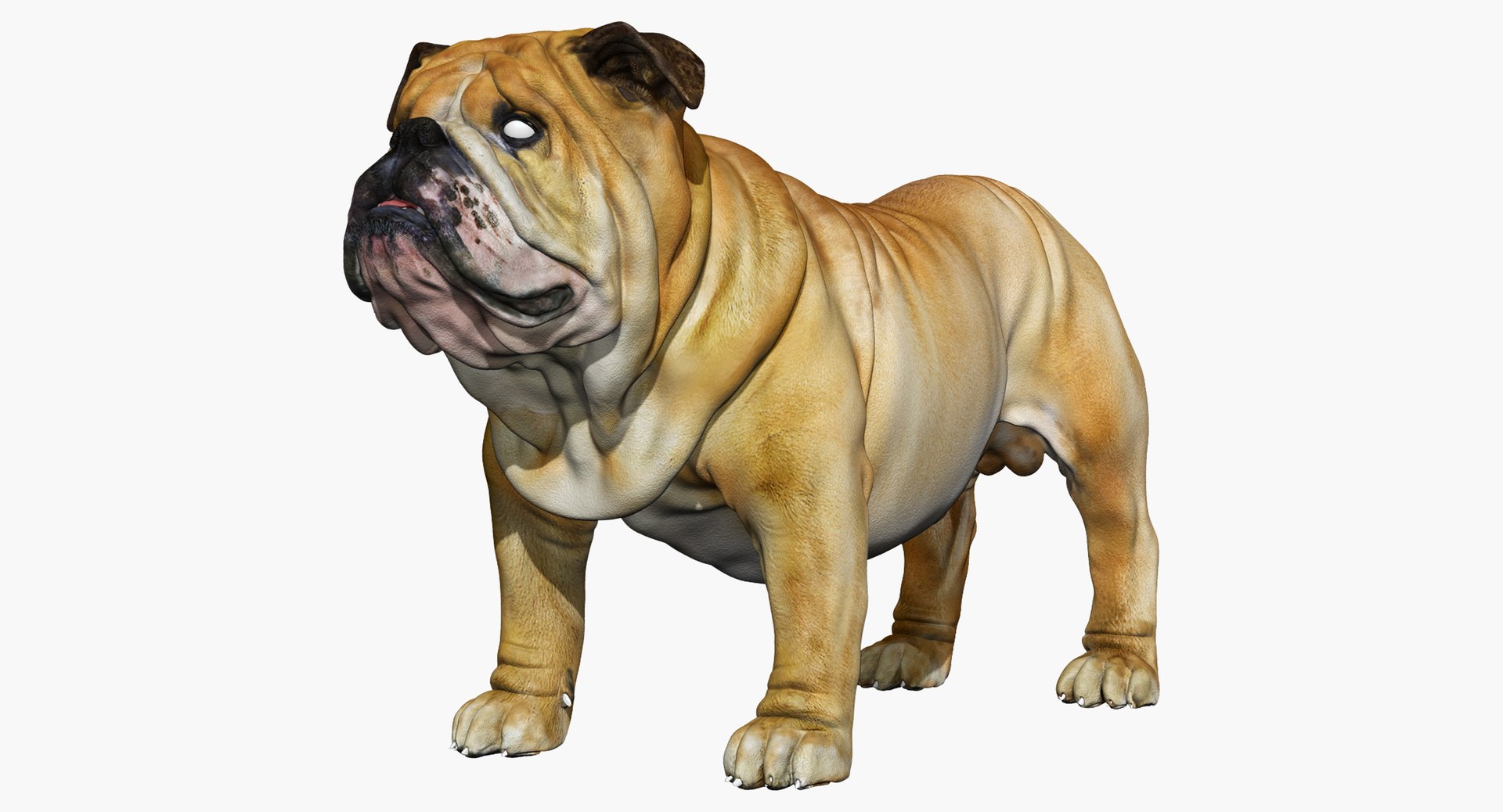 Dog Bulldog 3D Model - TurboSquid 1374311