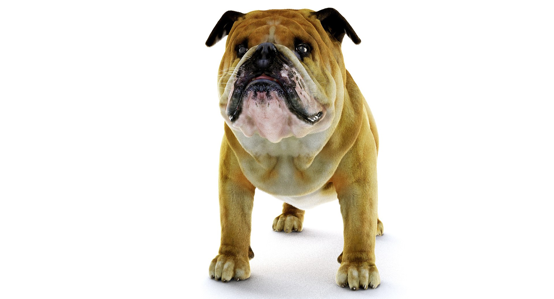 Dog Bulldog 3D Model - TurboSquid 1374311