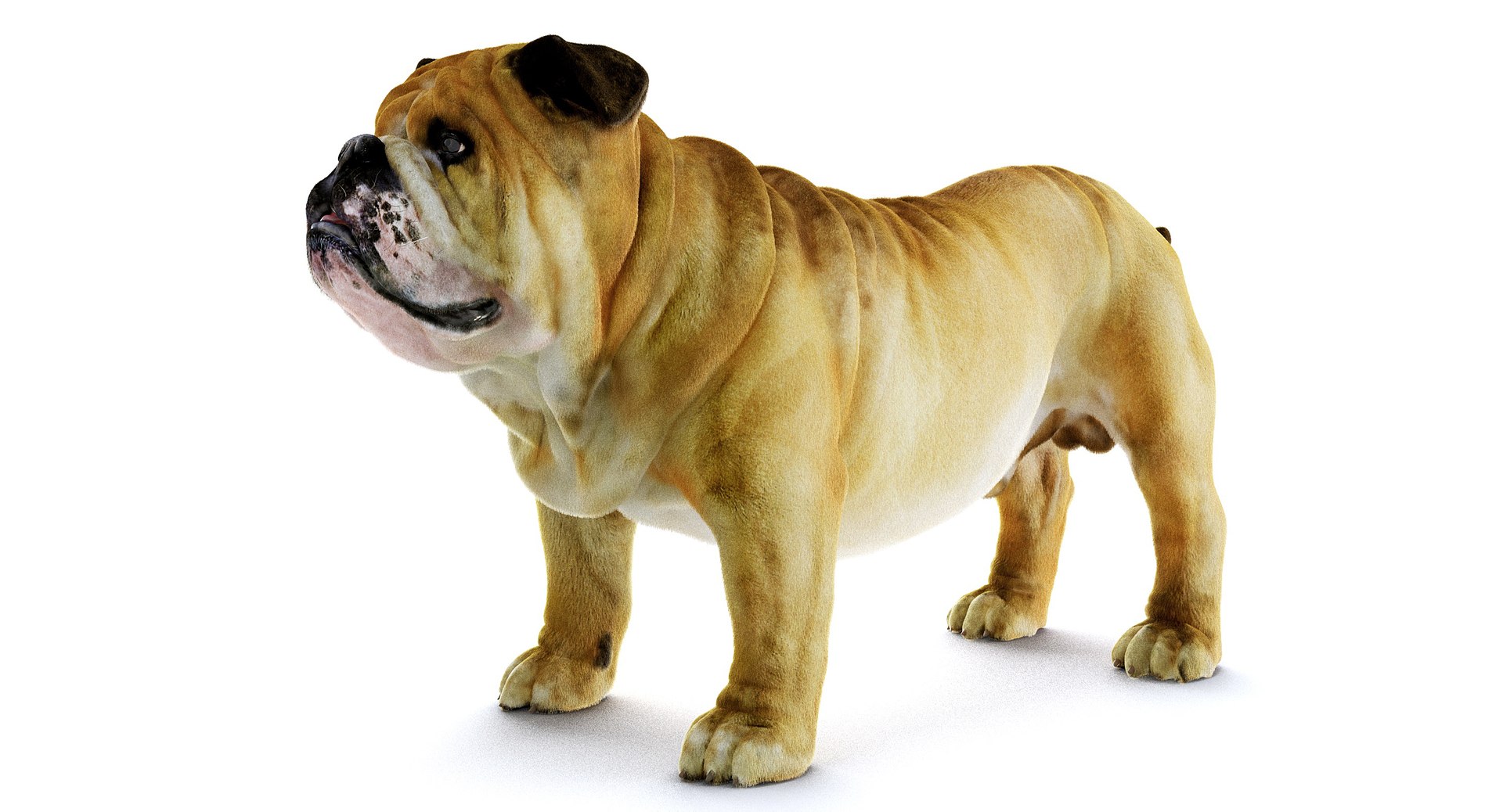 Dog Bulldog 3D Model - TurboSquid 1374311