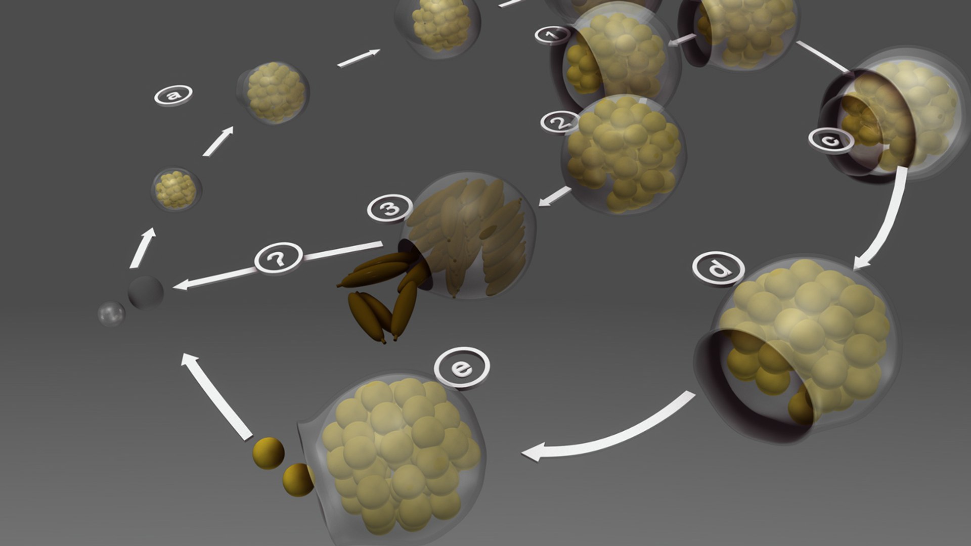 3d autospores model