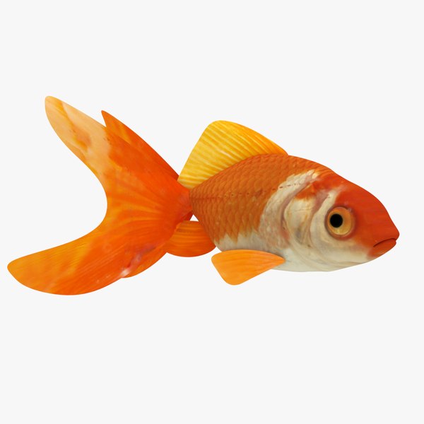 modelo 3d Pez dorado aparejado y animado - TurboSquid 1382857