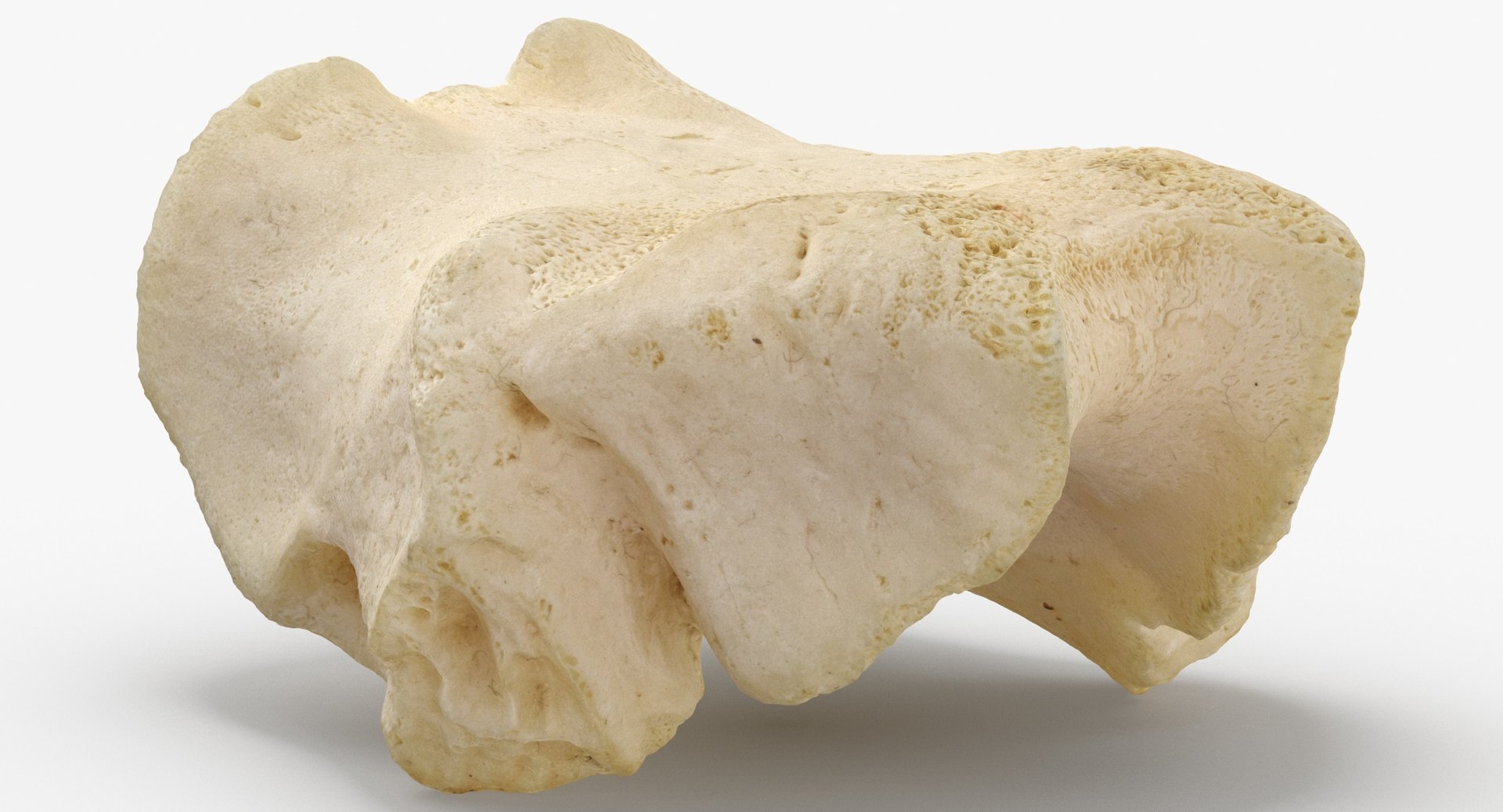 Domestic Calf Bos Primigenius 3D Model - TurboSquid 1578915